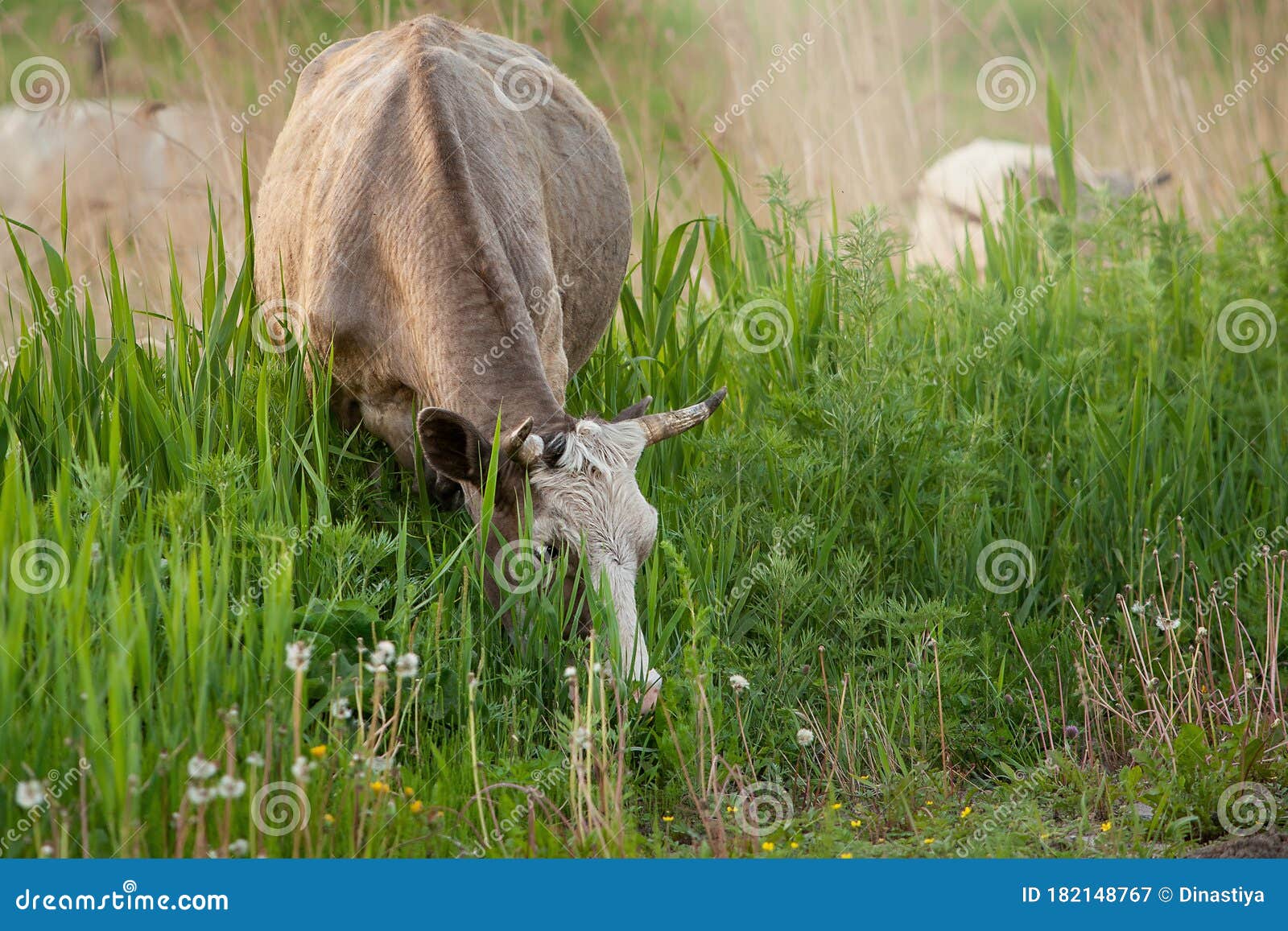 Beige Cow with Horns and White Muzzle Eats Grass Stock Image - Image of ...