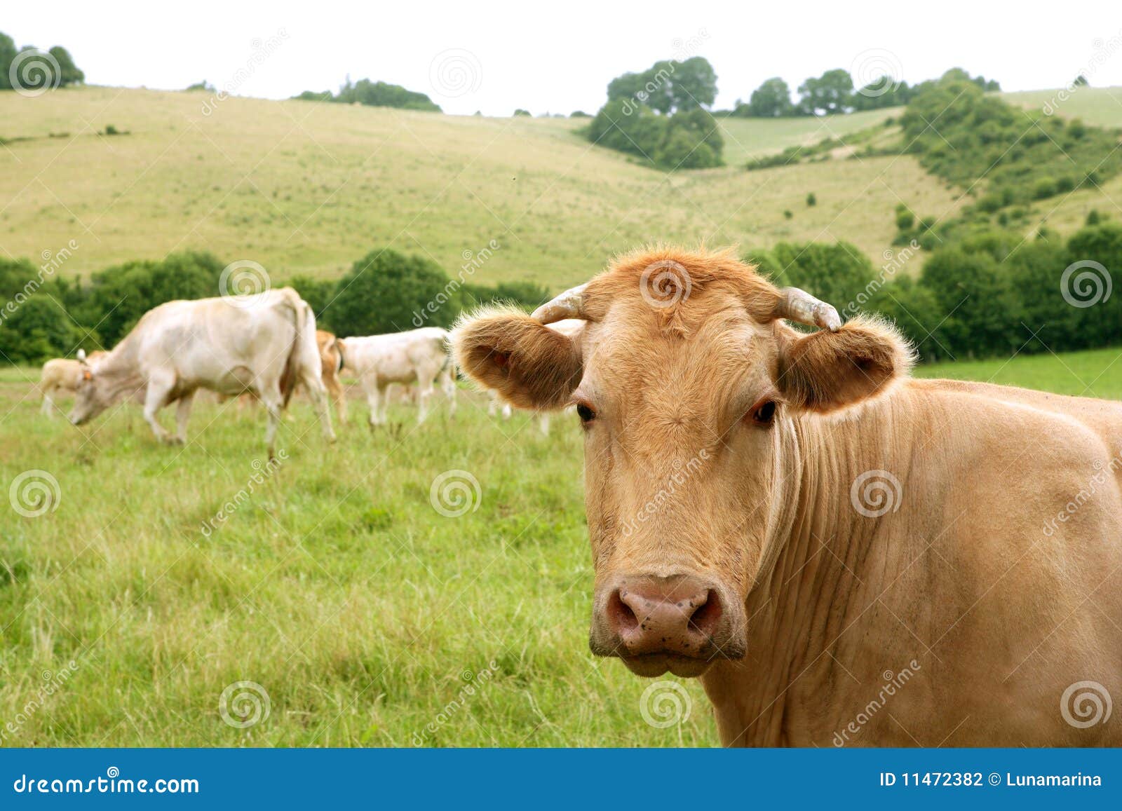 Beige Cows Cattle Eating in Green Meadow Stock Photo - Image of hoof ...