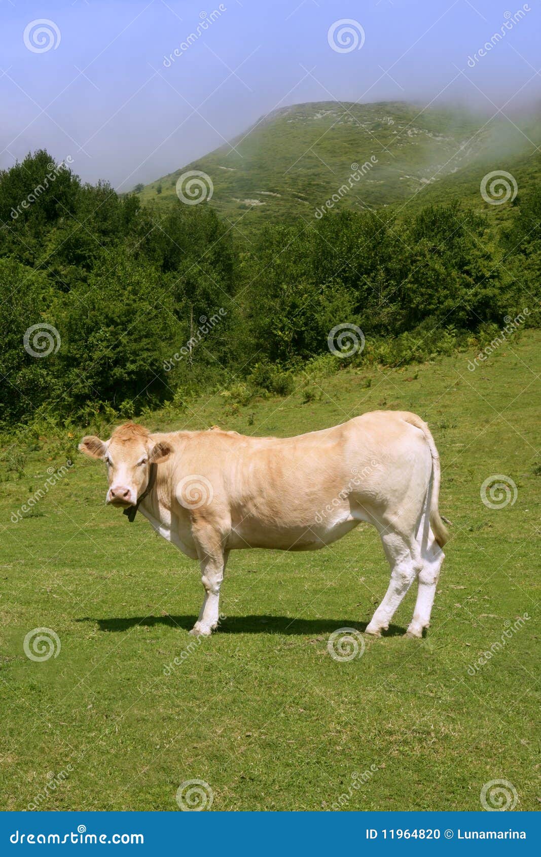 Beige Cows Cattle Eating in Green Meadow Stock Photo - Image of beige ...
