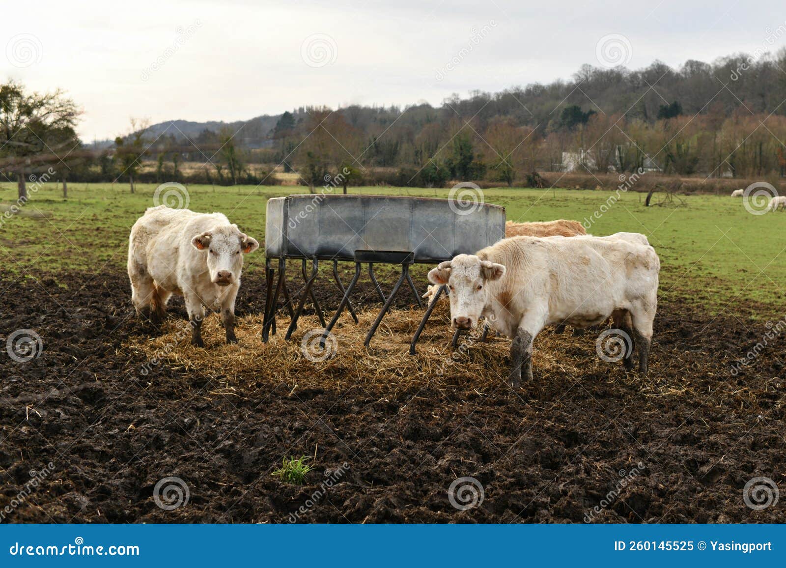 Beige Cows Graze on a Field in Normandy Stock Image - Image of ...