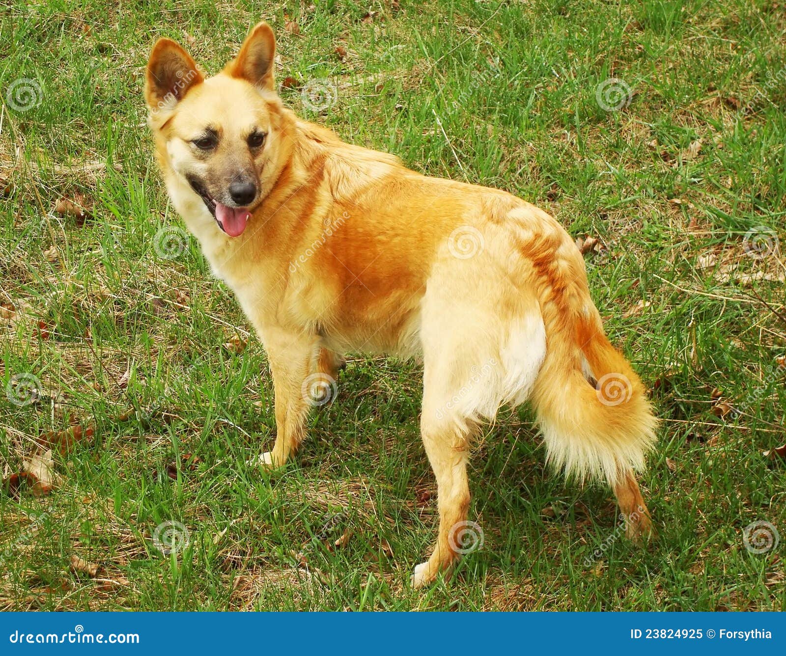 Beige cur dog, mut stock image. Image of animal, looking - 23824925