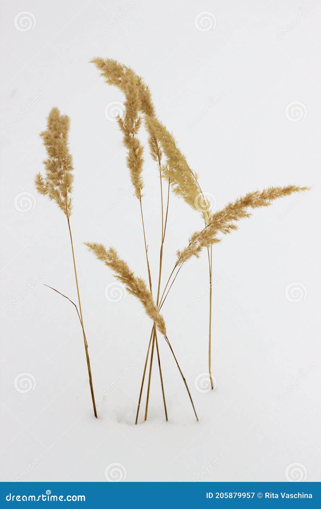 Beige Dry Ears on the Wihite Snow Background Stock Image - Image of ...