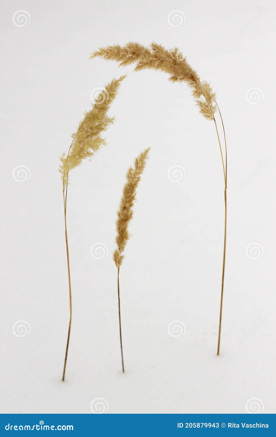 Beige Dry Ears on the Wihite Snow Background Stock Image - Image of ...