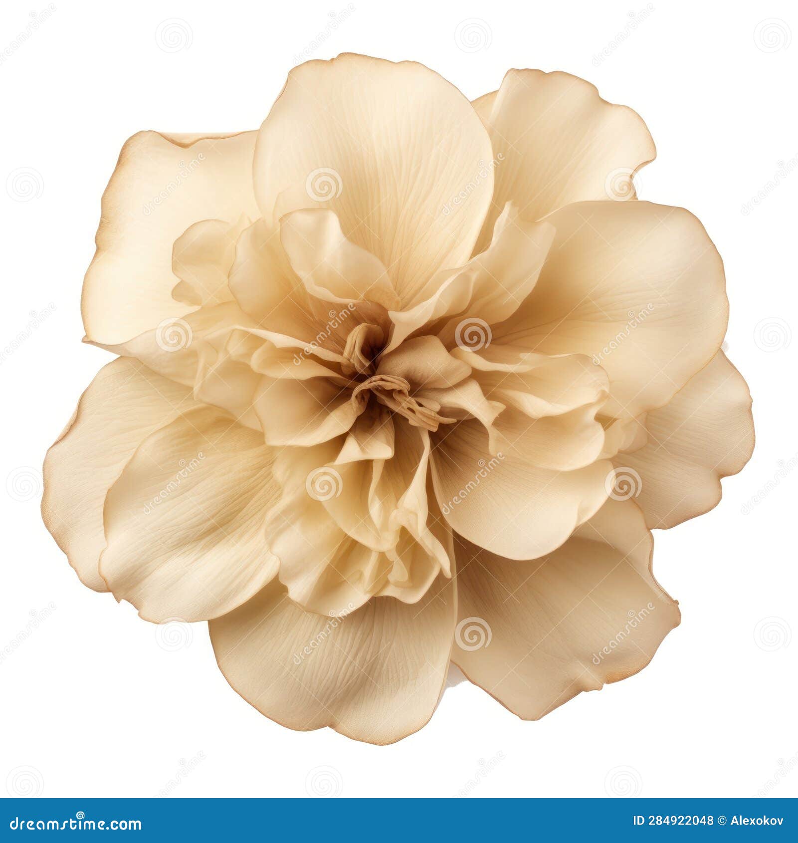 Beige Flower from Above on White Background AI Generated Stock ...