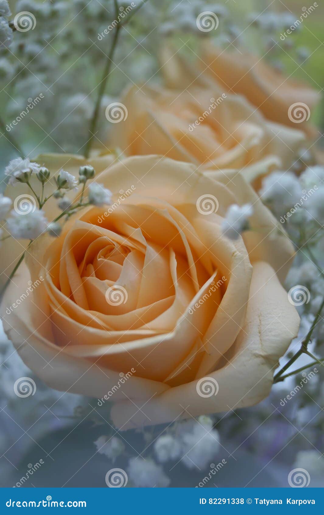 Beige flowers stock photo. Image of roses, blooming, nature - 82291338