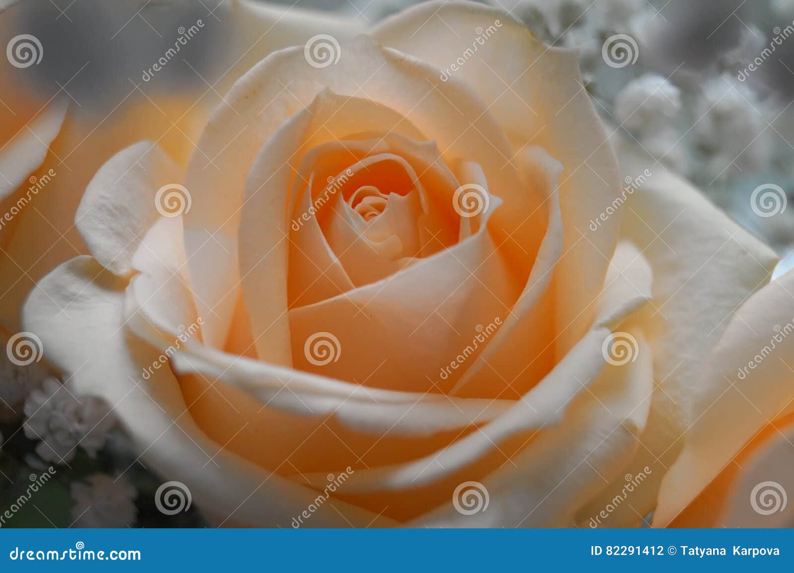 Beige flowers stock photo. Image of roses, flora, plant - 82291412