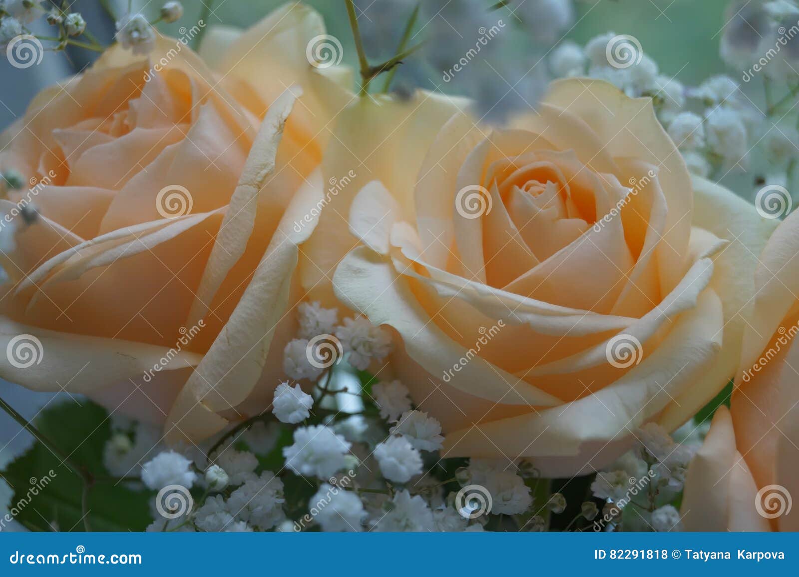 Beige flowers stock photo. Image of rose, velvet, petals - 82291818