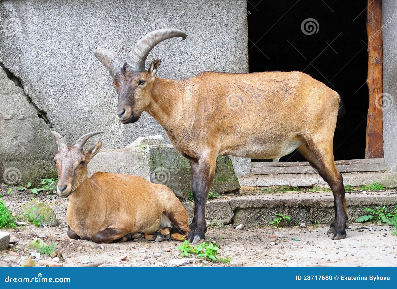 Beige goats couple stock photo. Image of goat, laying - 28717680