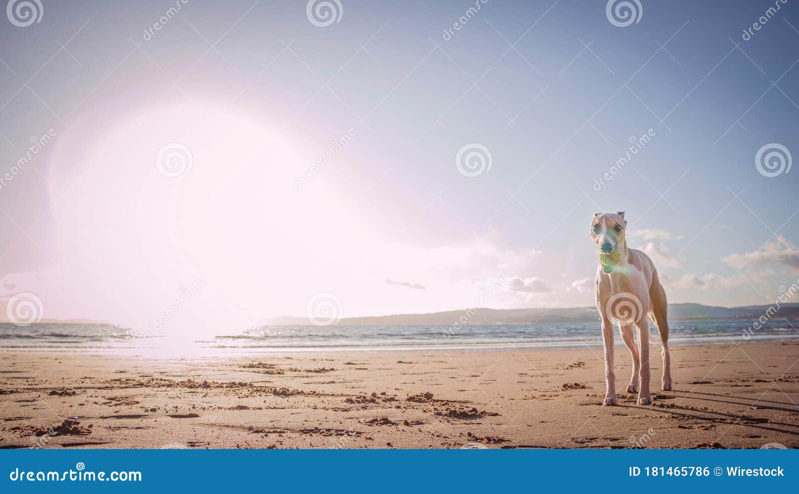 Beige Great Dane Dog Standing in the Sandy Beach Stock Photo - Image of ...