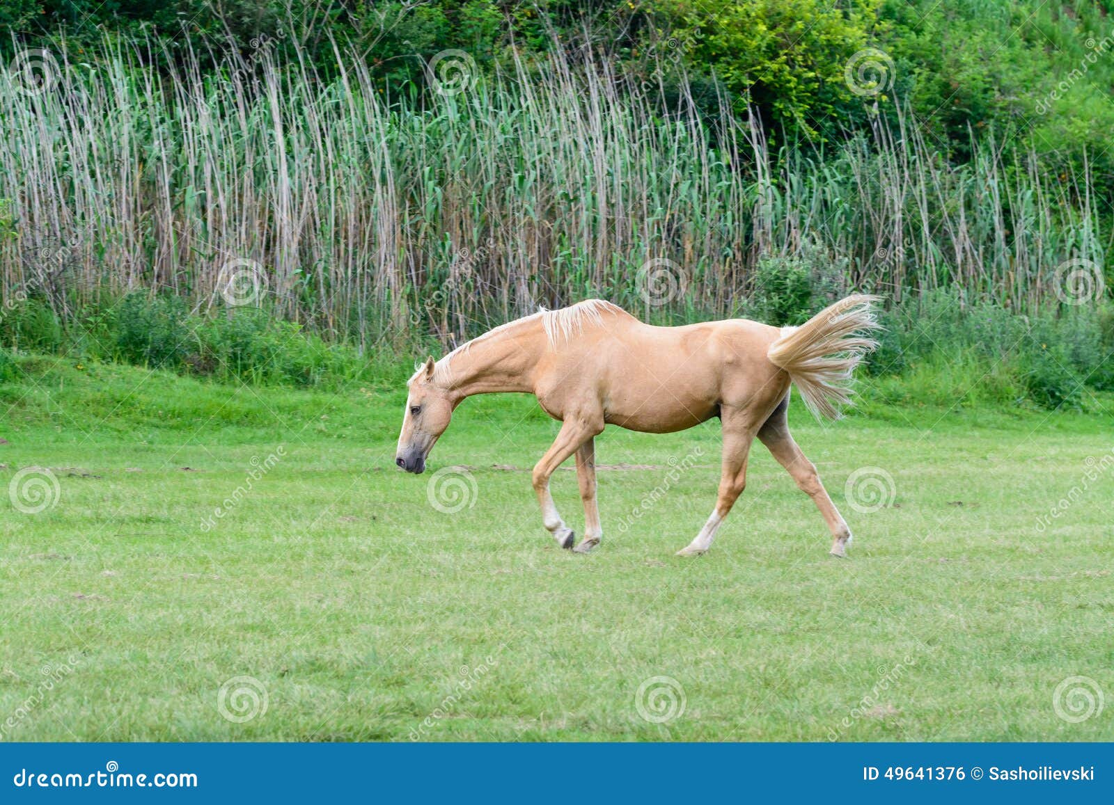 Beige horse stock photo. Image of ride, animal, farm - 49641376