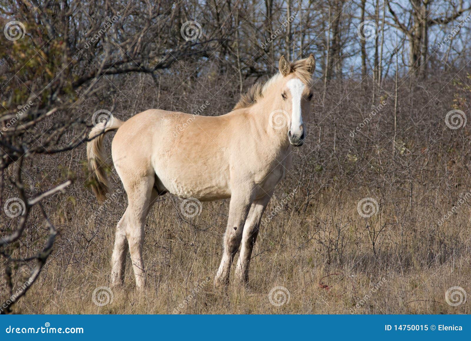 Beige horse in the woods stock image. Image of beige - 14750015