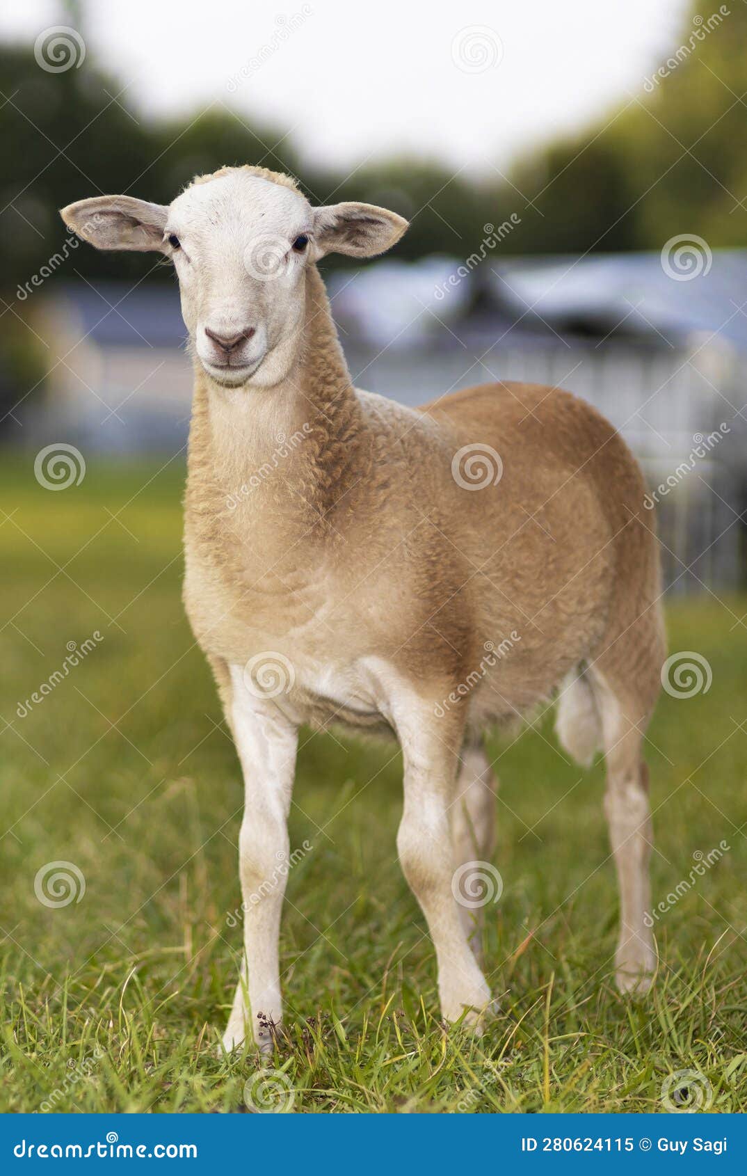 Beige Katahdin sheep lamb stock image. Image of easter - 280624115