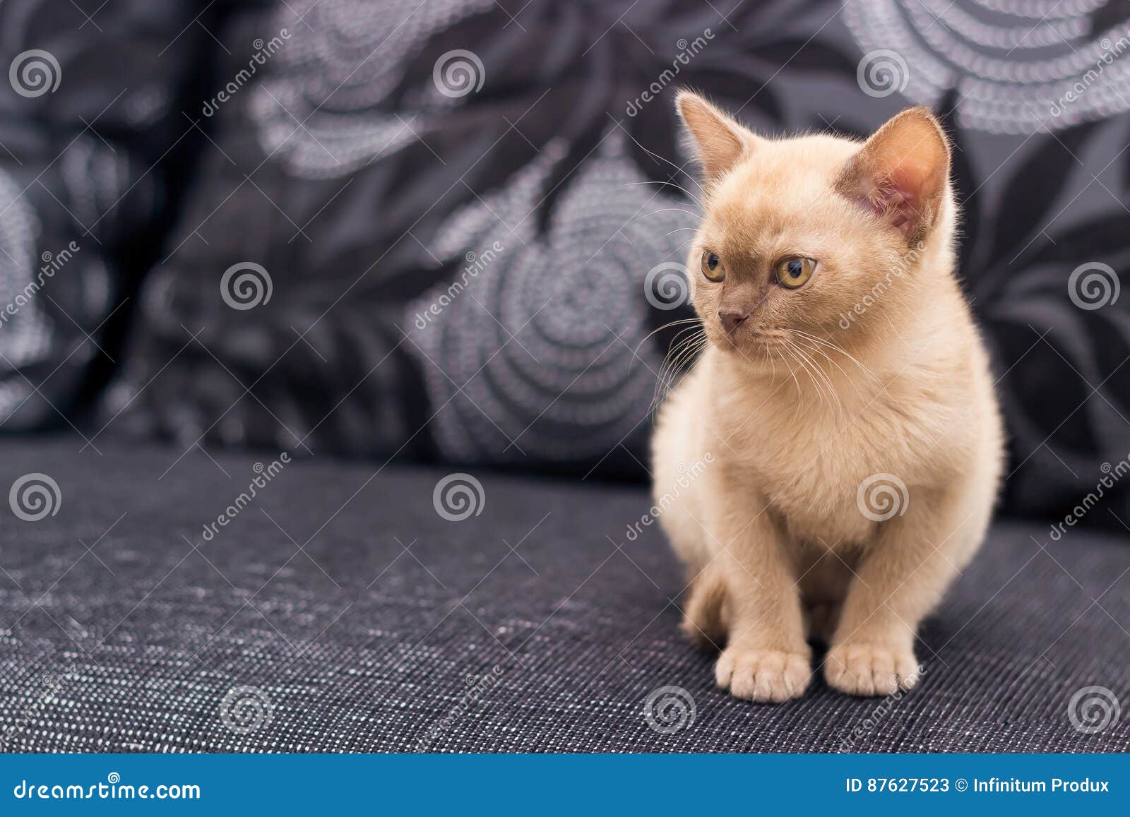 Beige kitten stock image. Image of close, pedigree, meow - 87627523