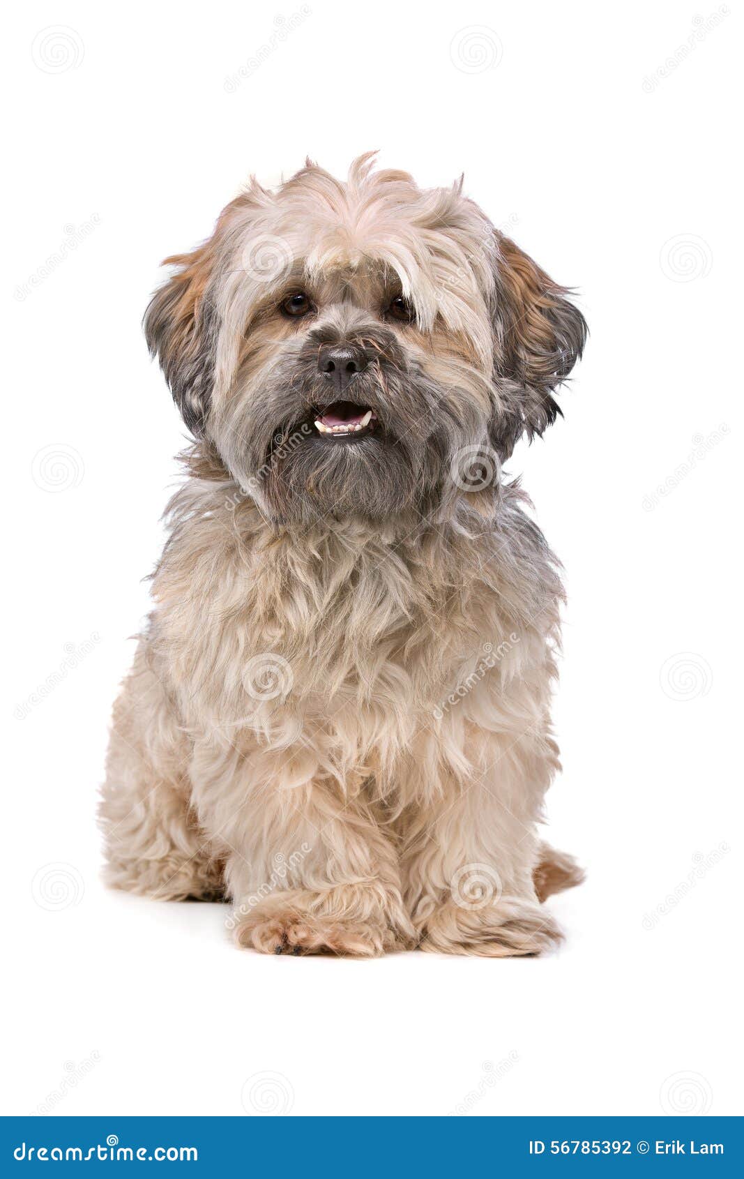 Beige Labradoodle dog stock photo. Image of crossbred - 56785392