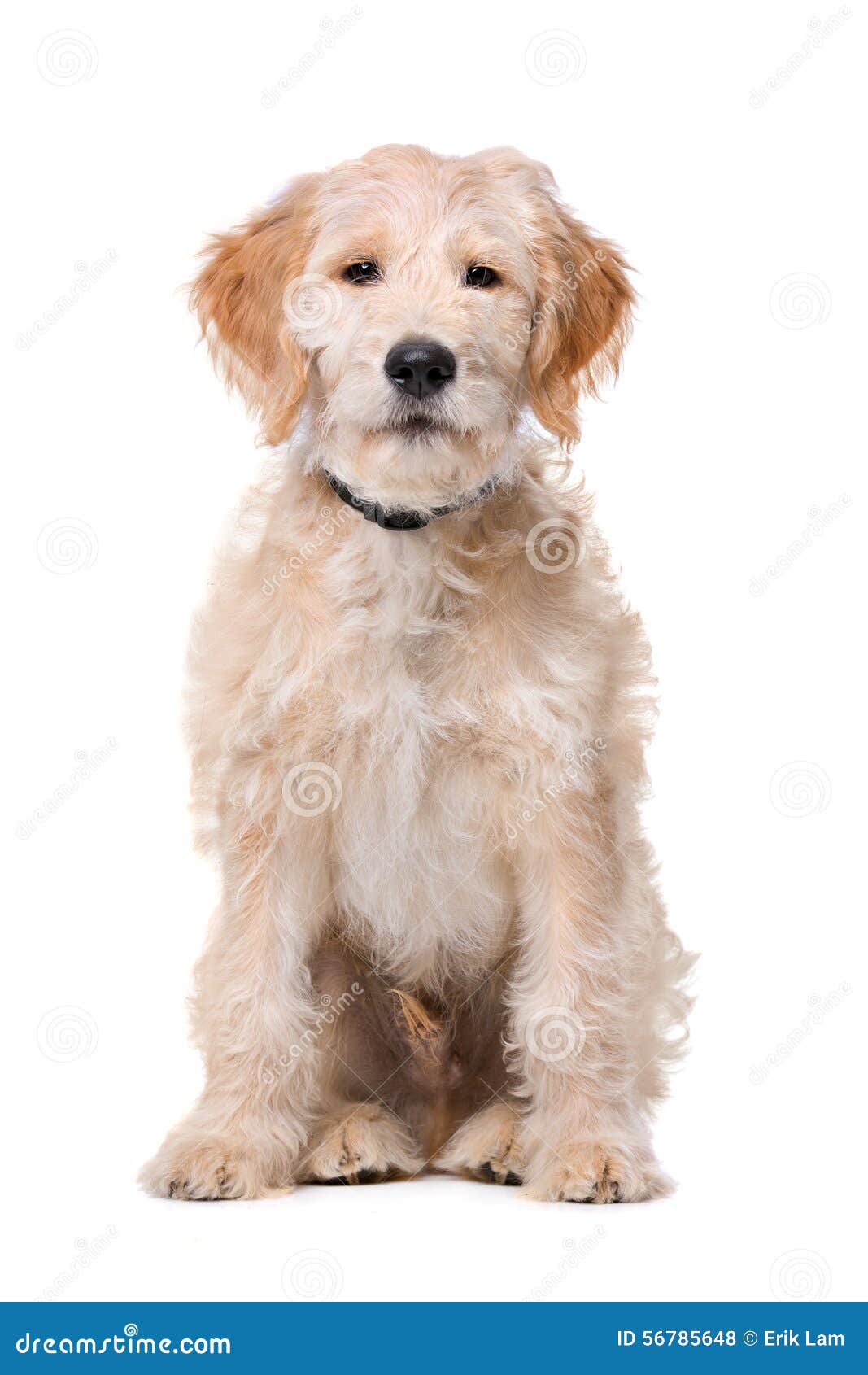 Beige Labradoodle-Hund stockfoto. Bild von hund, kreuz - 56785648