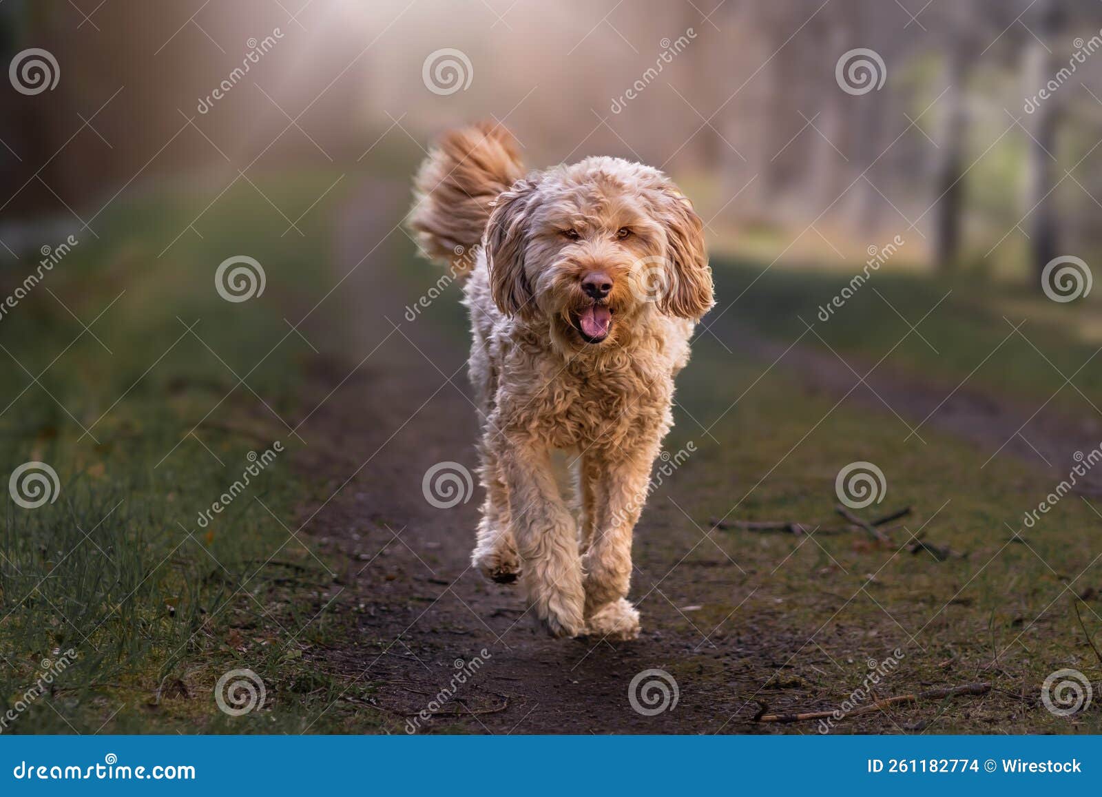 Beige Labradoodle Running on a Dirt Road in a Blur Stock Photo - Image ...