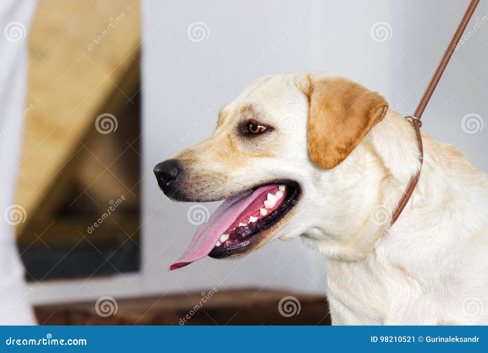 Beige Labrador stockbild. Bild von hund, porträt, aufmerksam - 98210521