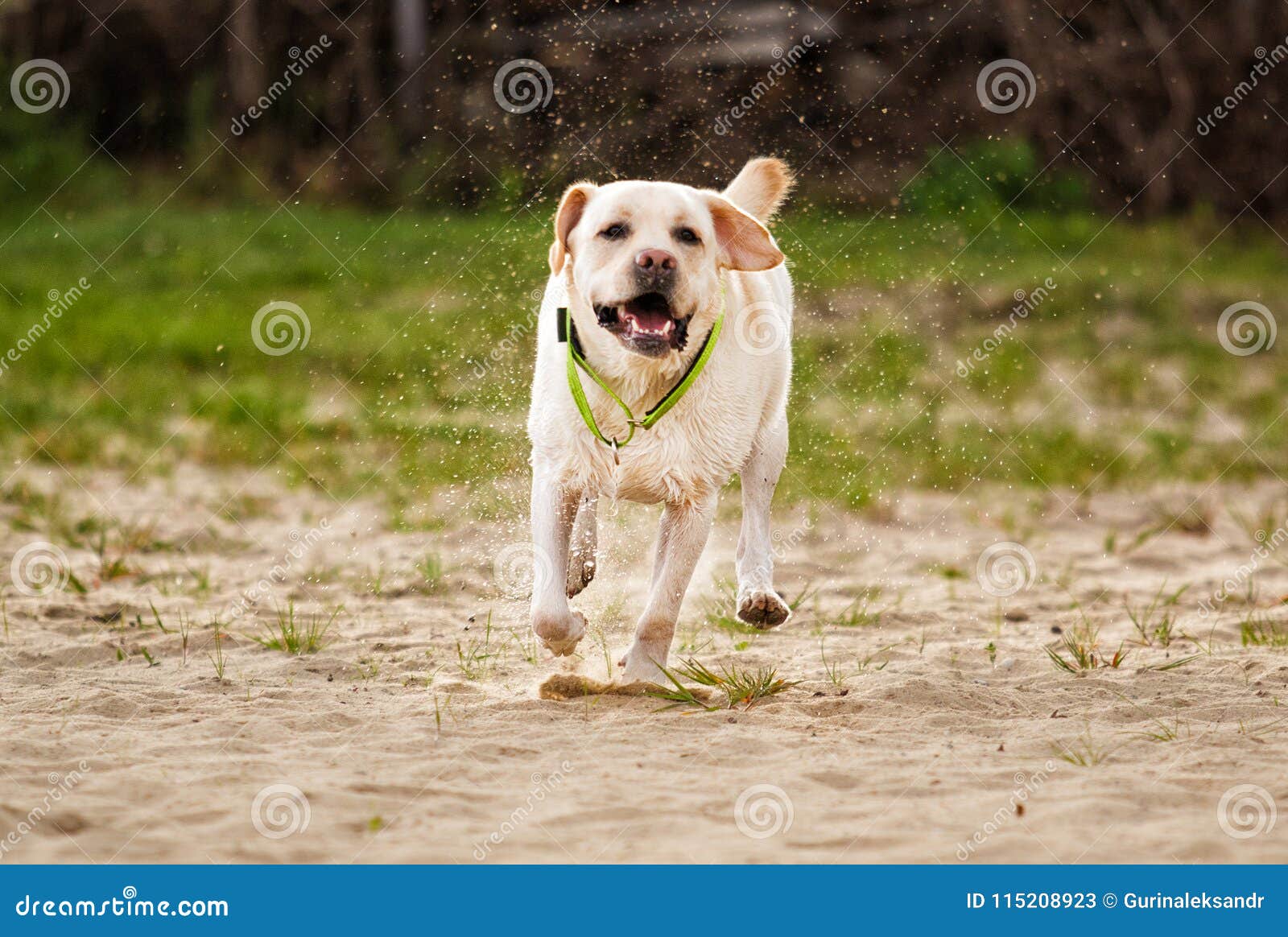 Beige labrador dog running stock image. Image of field - 115208923