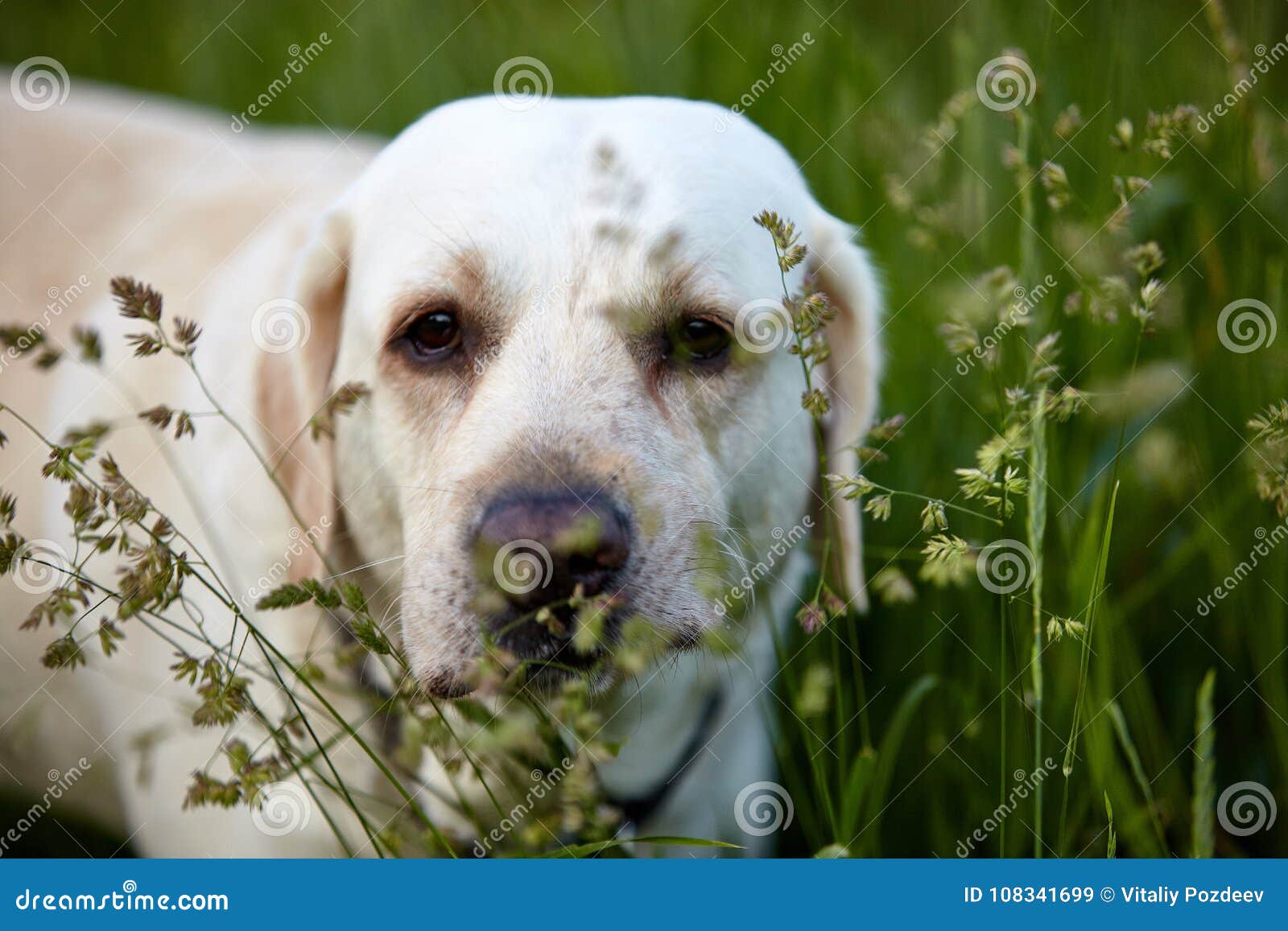 Beige labrador in grass stock image. Image of healthy - 108341699