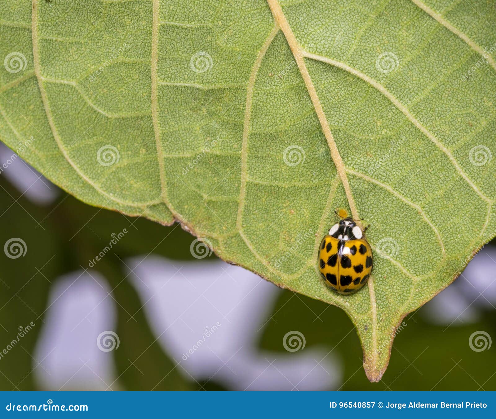 Beige Ladybug Walking on a Leaf Stock Image - Image of nature ...