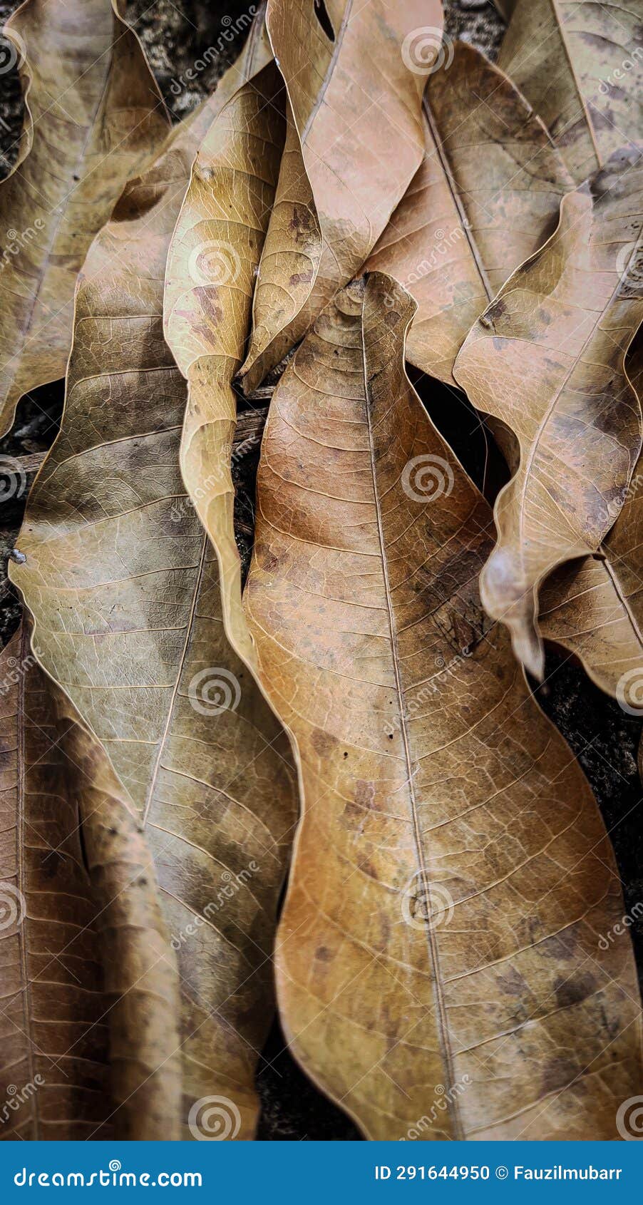 Beige Leaf Patterned Background Design Space Stock Photo - Image of ...