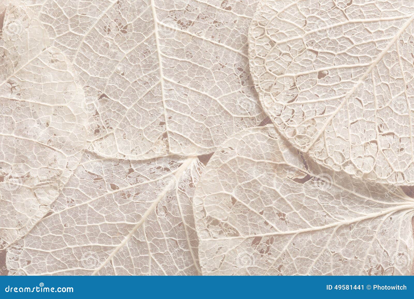 Beige Leaves Textured Background Stock Image - Image of grungy, leaves ...