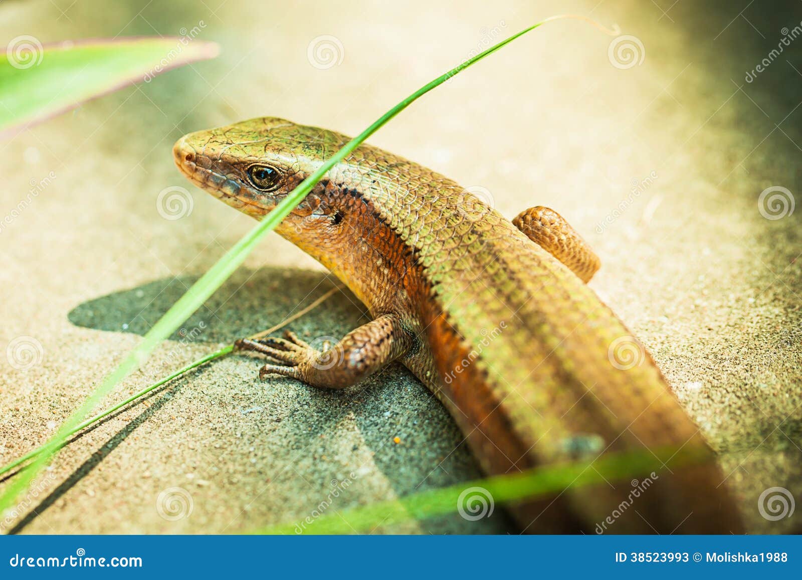 Beige lizard stock image. Image of isolated, crawling - 38523993
