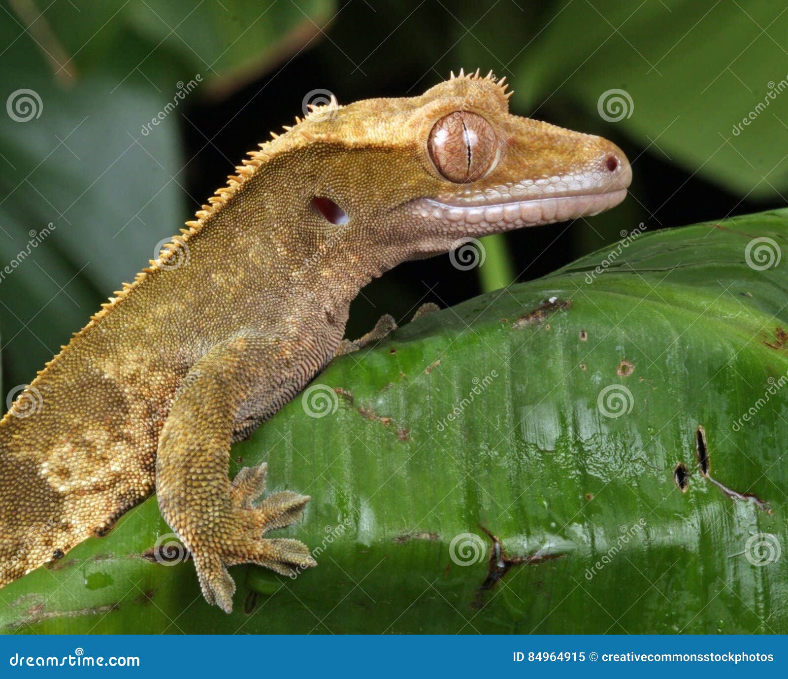 Beige Lizard On Green Leaf During Daytime Picture. Image: 84964915