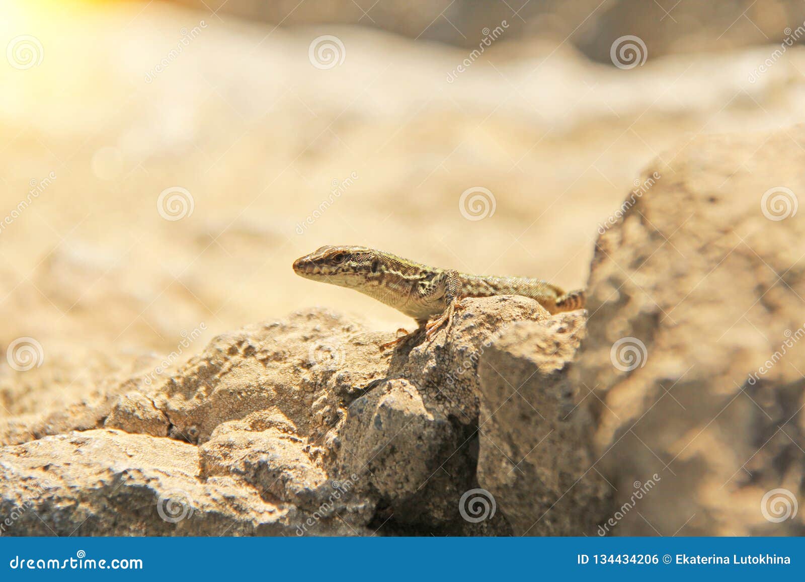 Beige Lizard Sits on a Stone Stock Photo - Image of beautiful, fauna ...