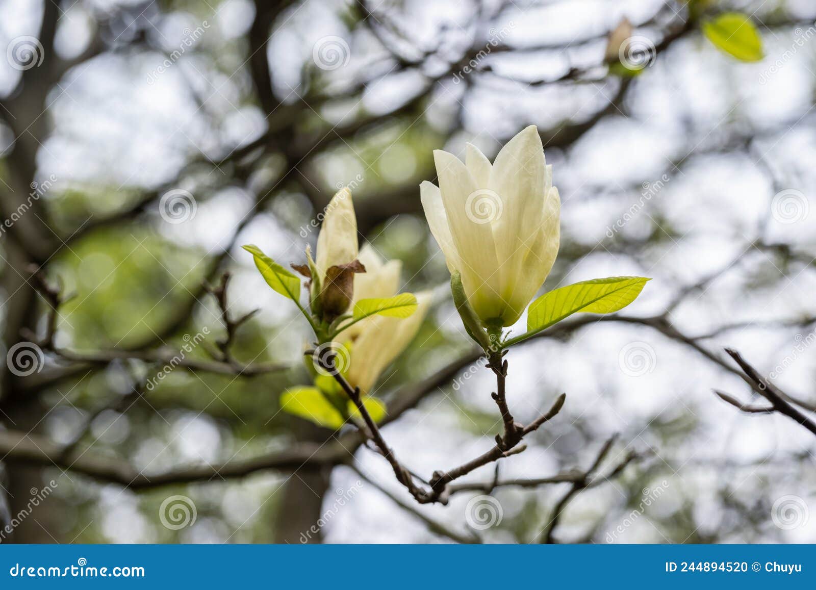 Beige Magnolia Flowers in Spring Stock Photo - Image of plant, flower ...