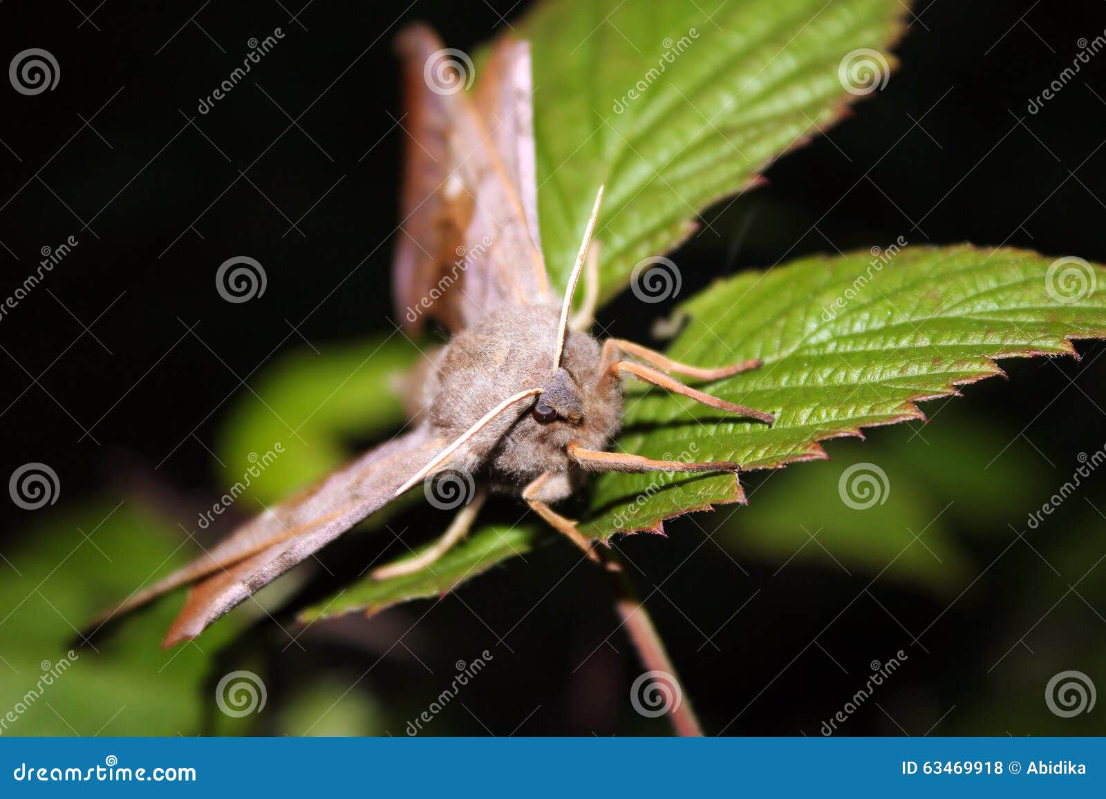 Beige moth on the leaves stock photo. Image of butterfly - 63469918