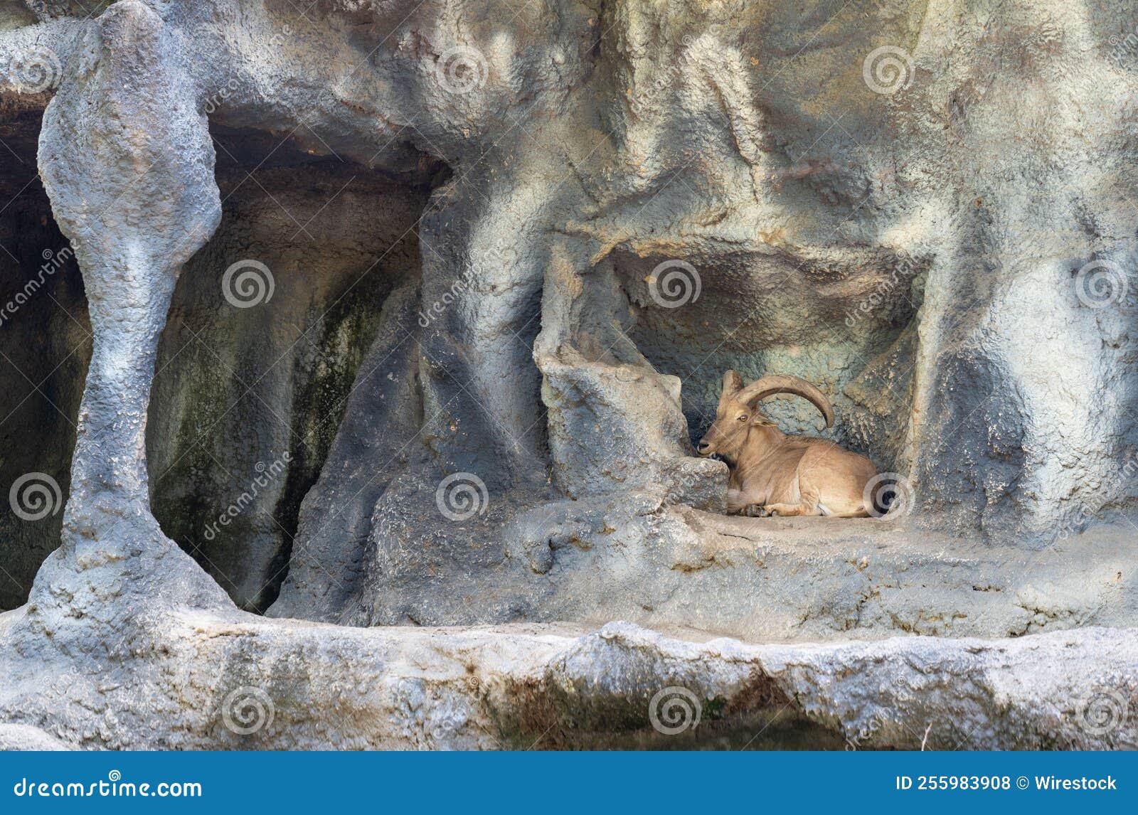 Beige Mountain Goat Laying in a Cave Stock Photo - Image of goat ...