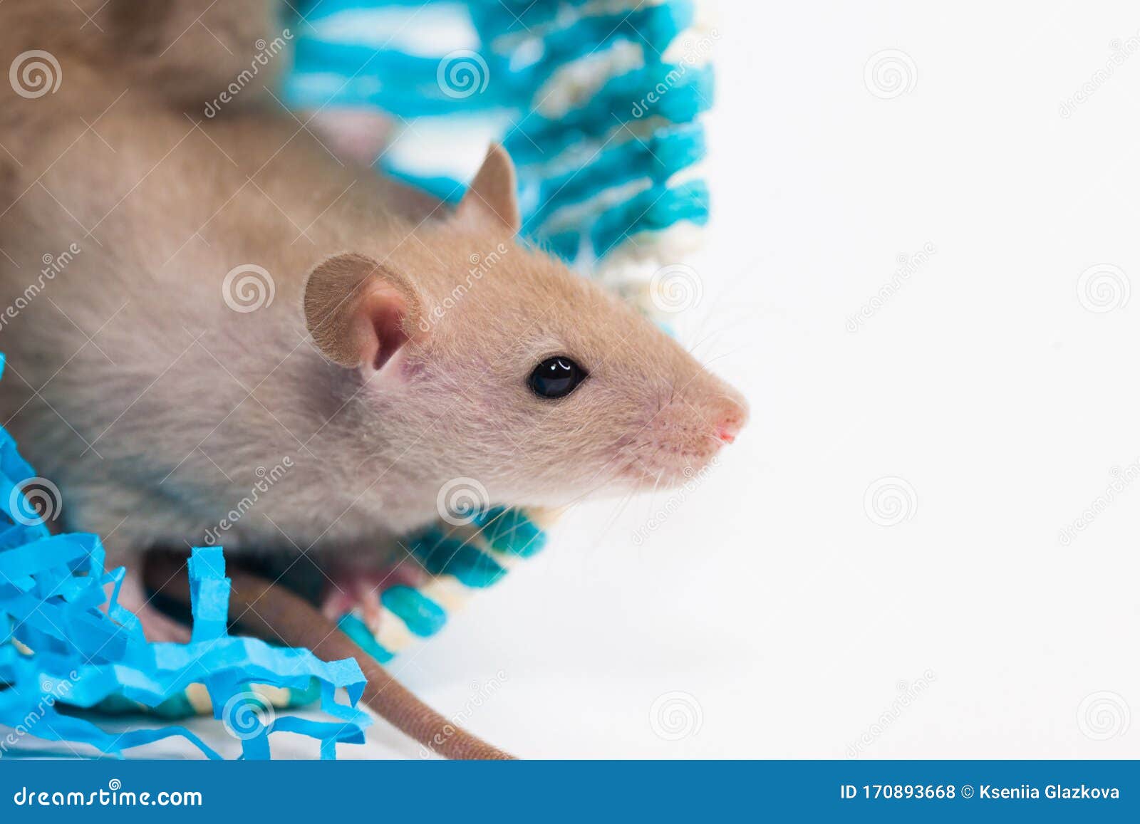 A Beige Mouse is Hiding in a Blue Bag. Funk Concept Stock Photo - Image ...