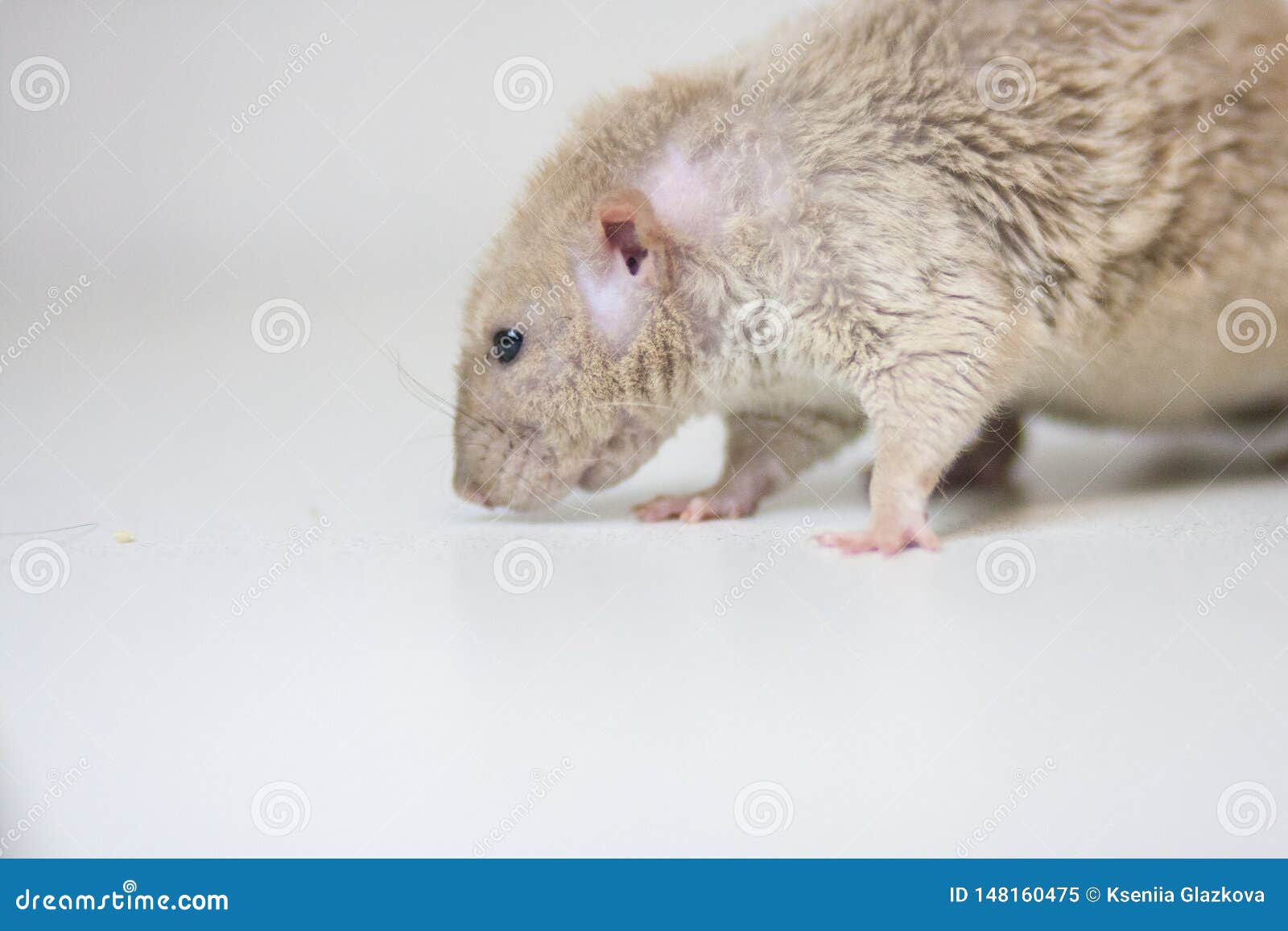 Beige Mouse. Beige Rat Mouse Sniffs. Pet. Dangerous Pest Stock Image ...