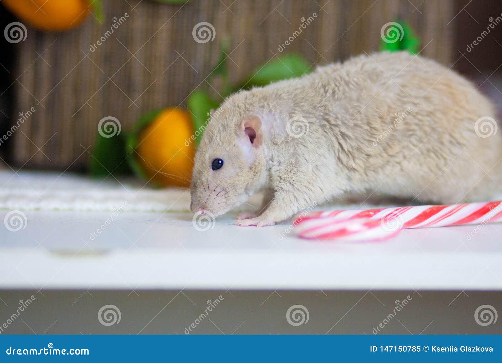 Beige Mouse. Mouse on the Table Stock Image - Image of cute, pets ...