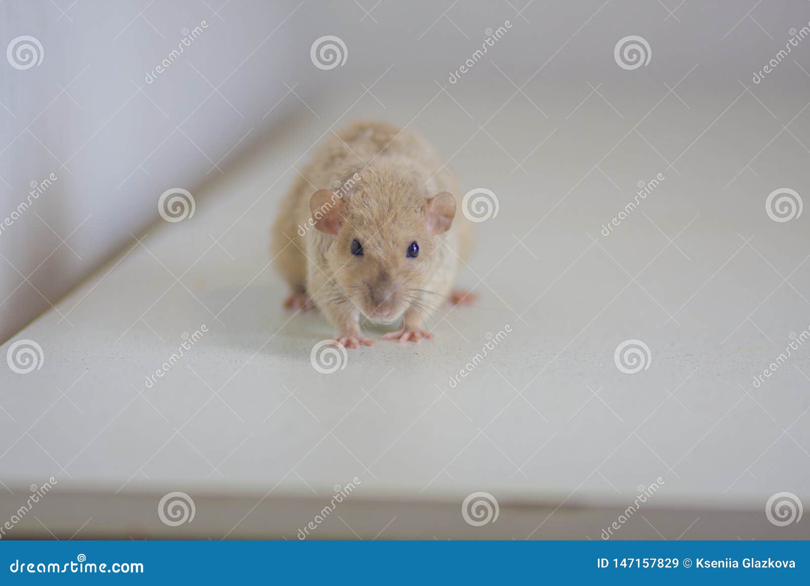 Beige Mouse on the Table. the Rat Looks Straight Stock Image - Image of ...