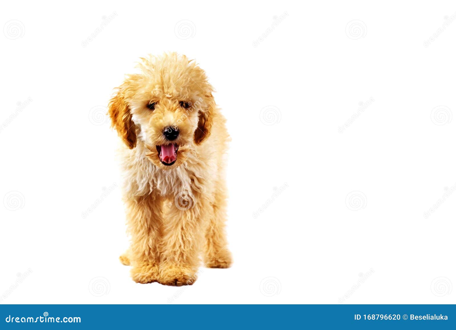Beige Poodle Dog on a White Background Stock Photo - Image of puppy ...