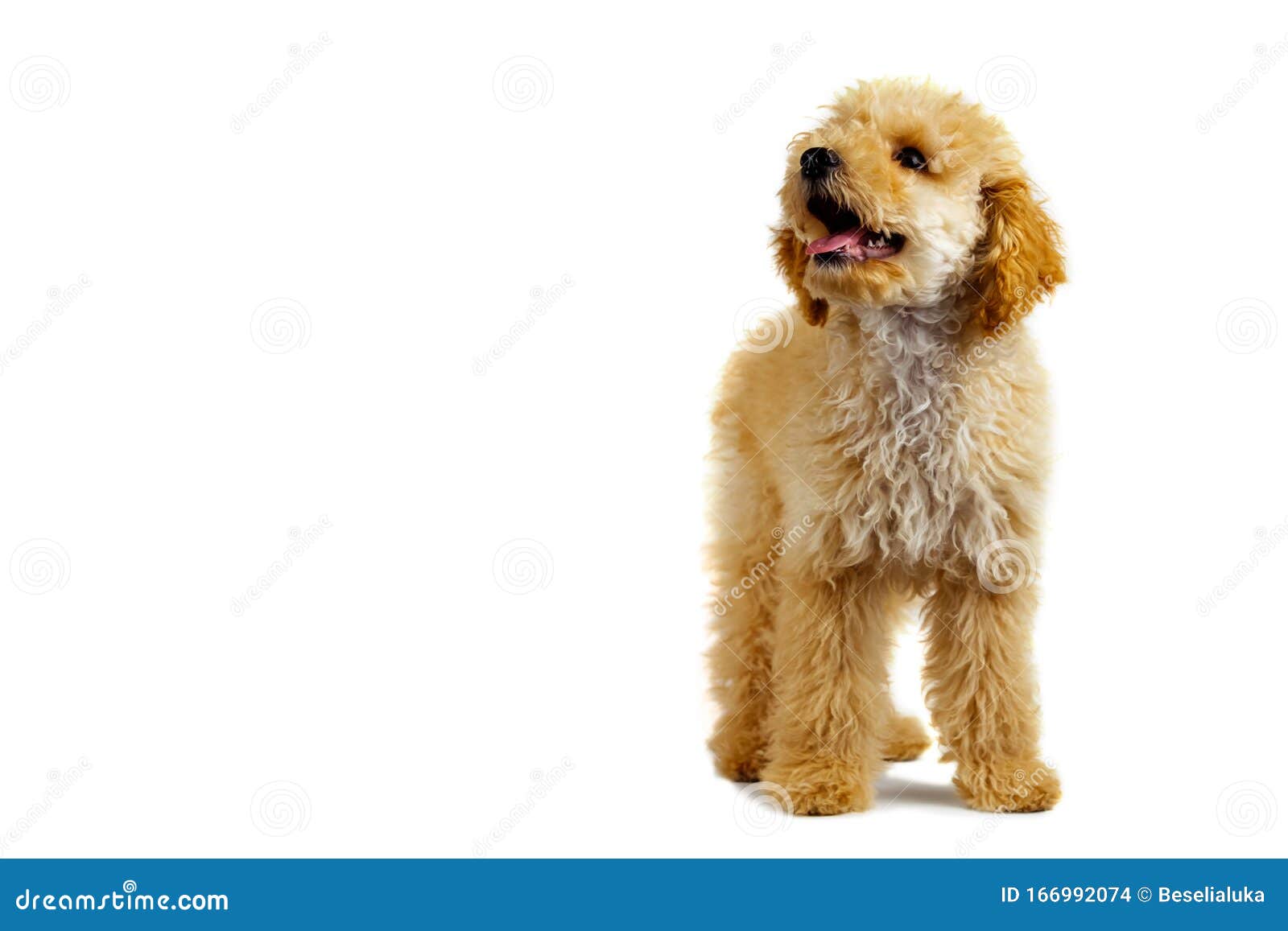 Beige Poodle Dog on a White Background Stock Photo - Image of friendly ...