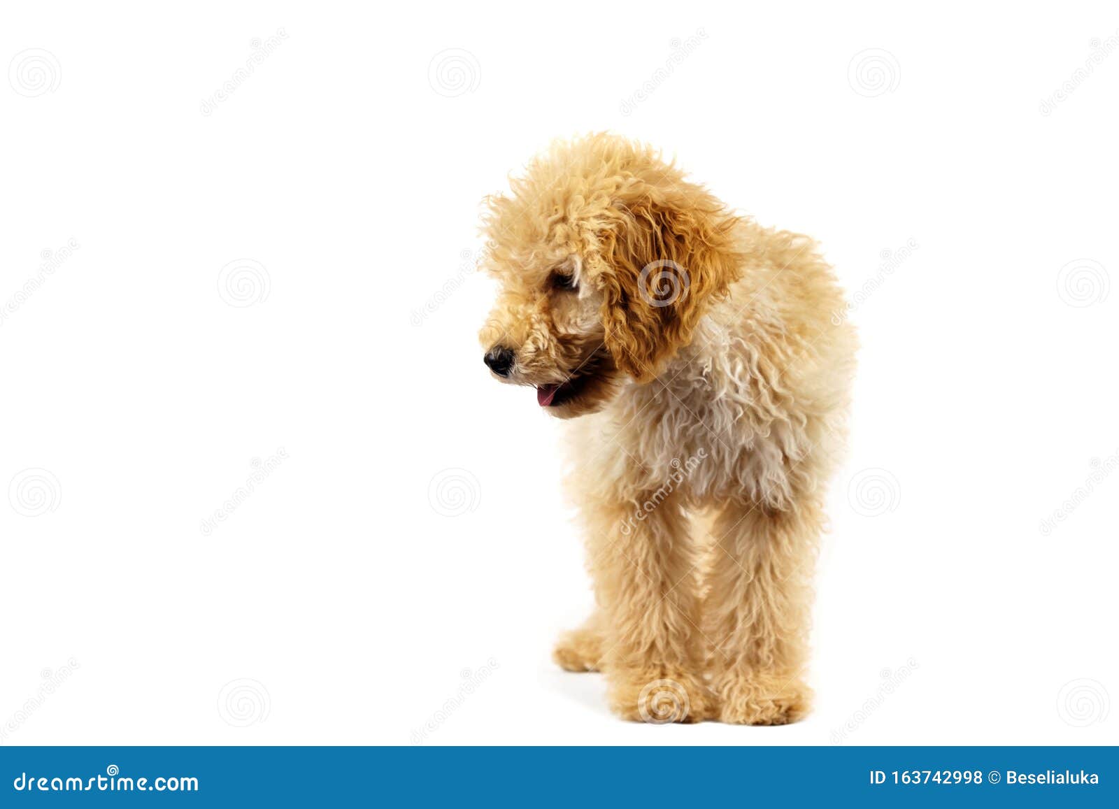 Beige Poodle Dog on a White Background Stock Photo - Image of lovely ...
