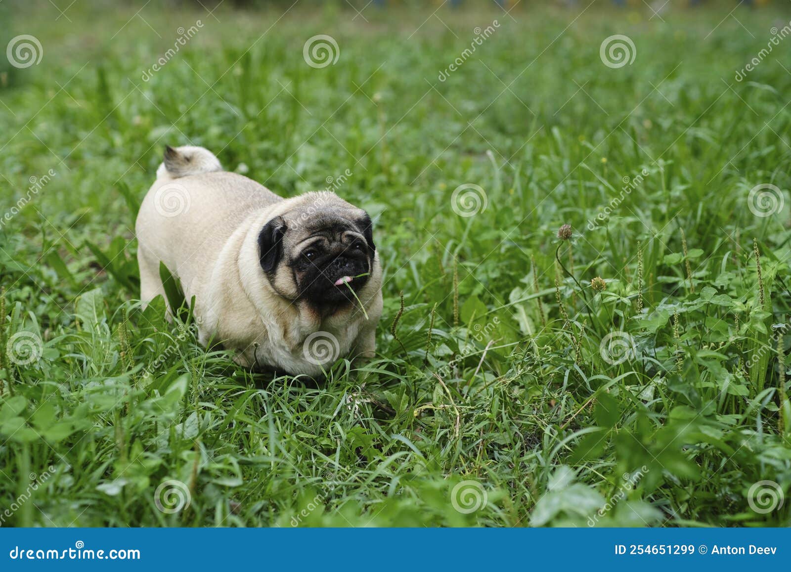 Beige Pug Eating Green Grass on Walk in Summertime. Stock Image - Image ...