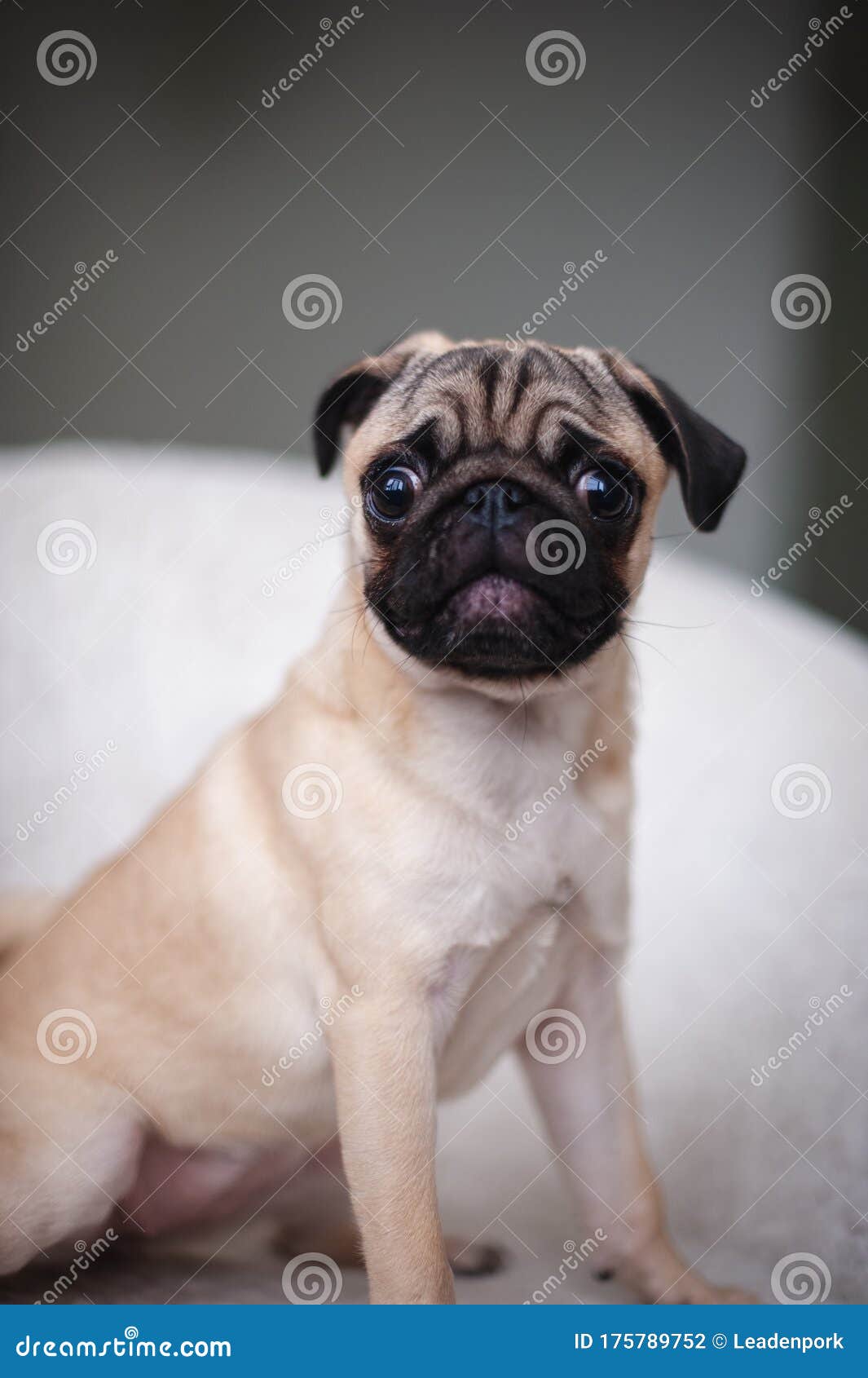 Beige pug posing stock photo. Image of posing, domestic - 175789752