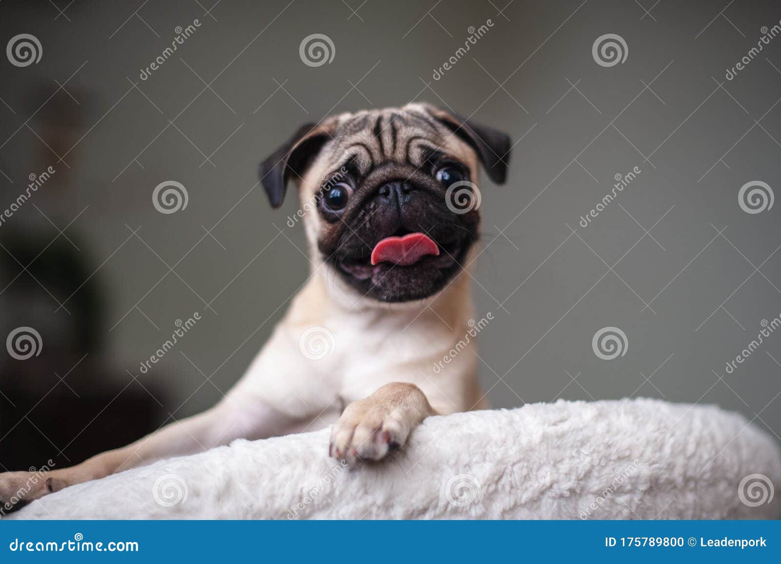 Beige pug posing stock photo. Image of chair, posing - 175789800