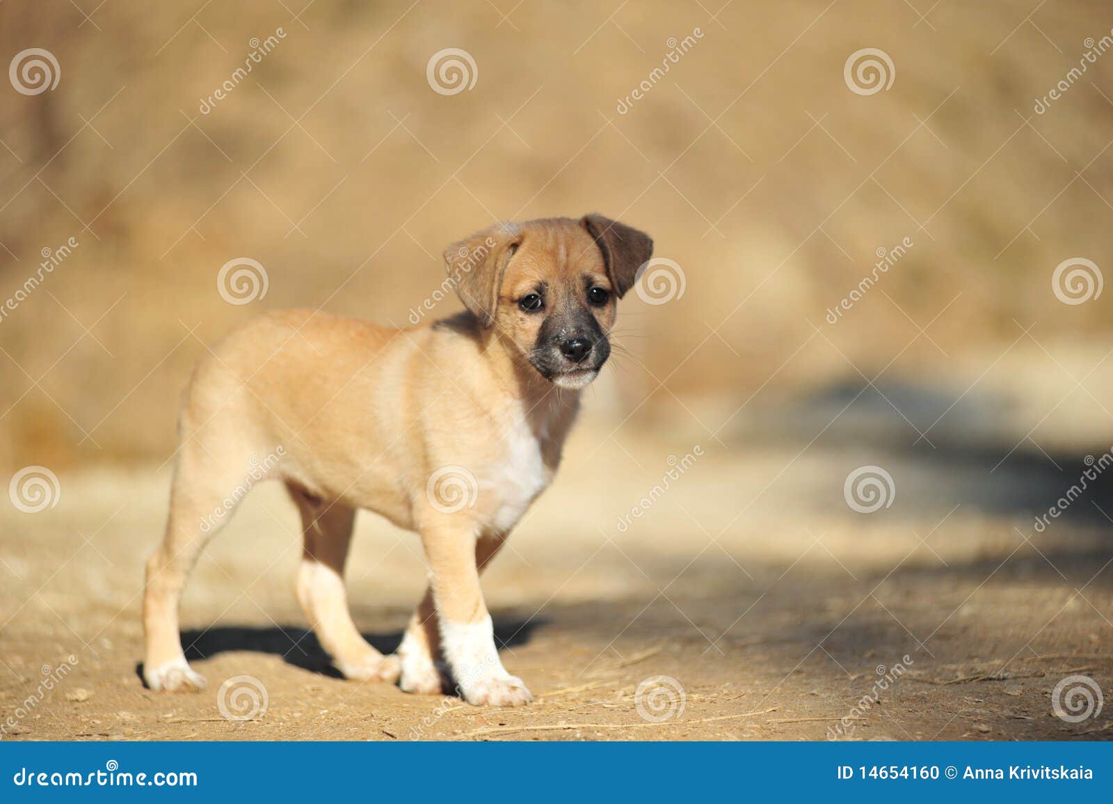 Beige puppy stock photo. Image of beauty, close, friendship - 14654160