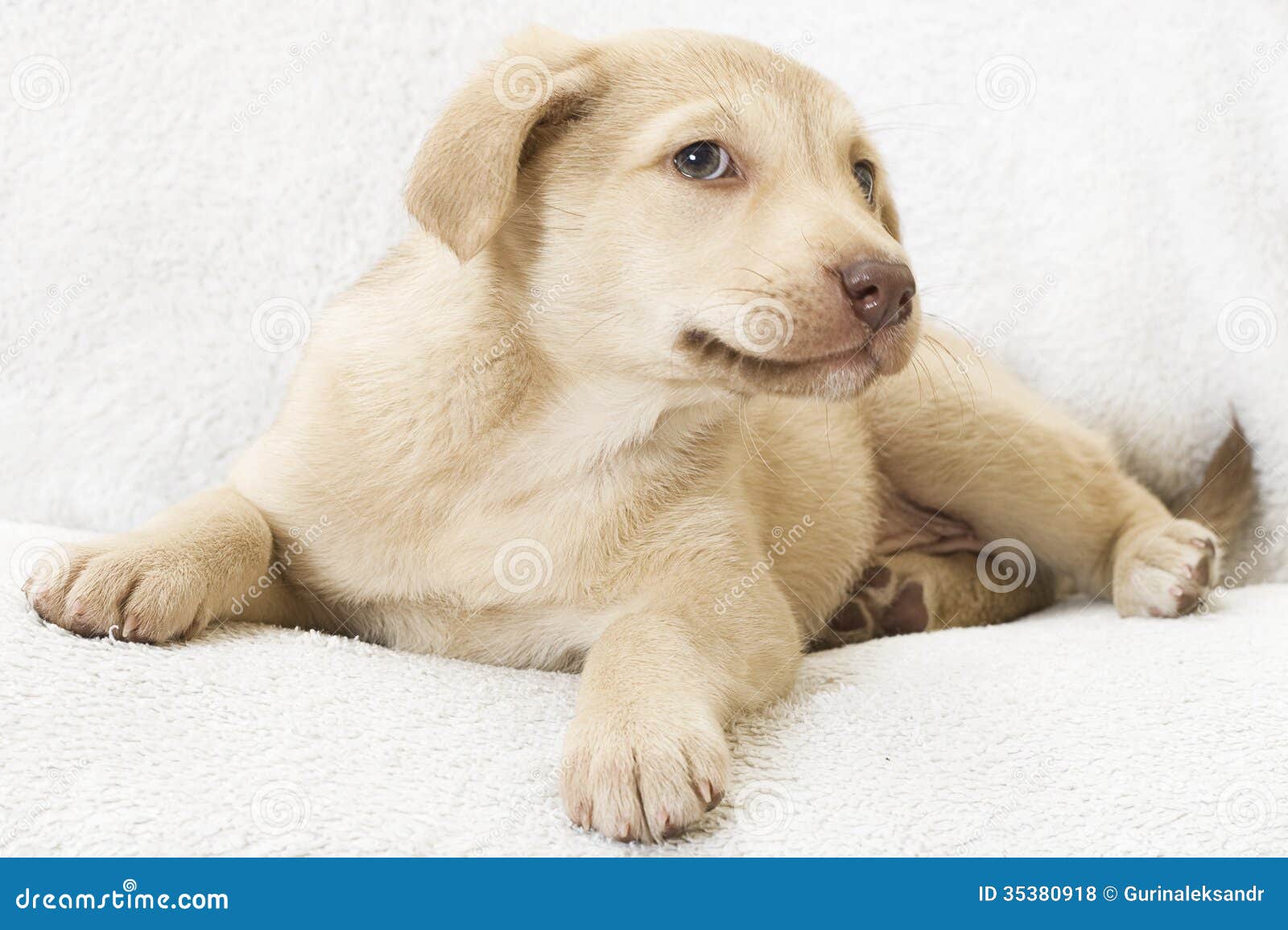 Beige puppy stock photo. Image of beige, young, friendship - 35380918