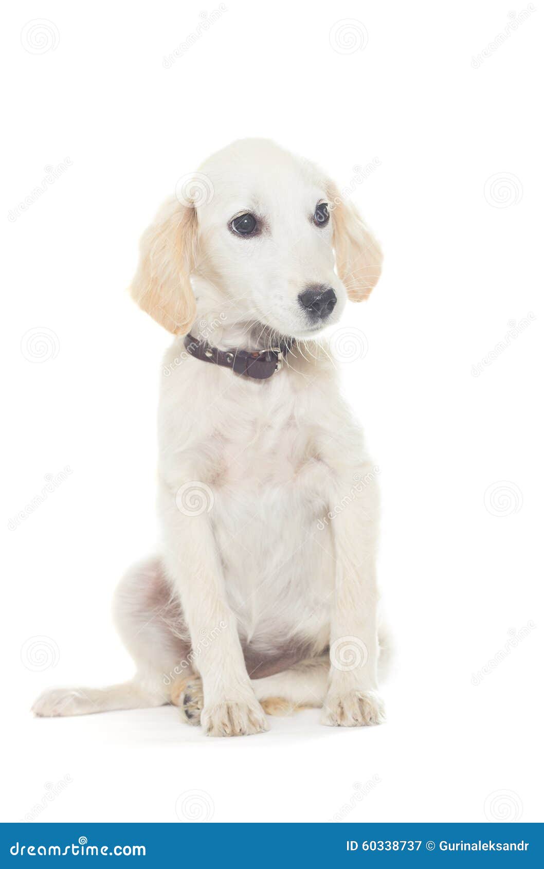 Beige puppy looks stock image. Image of animals, mammals - 60338737