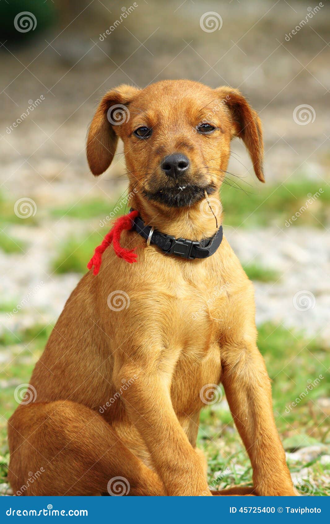 Beige puppy stock photo. Image of mammal, looking, hungarian - 45725400