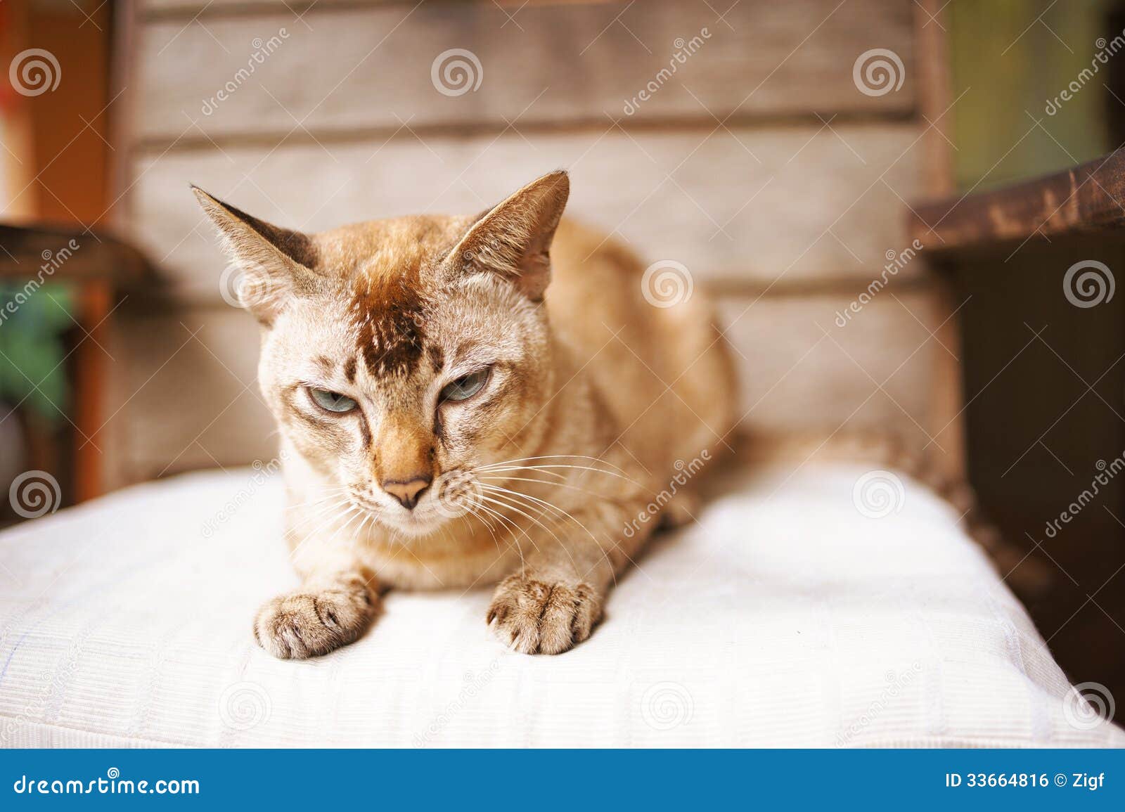 Beige purebred cat stock photo. Image of kitten, cute - 33664816