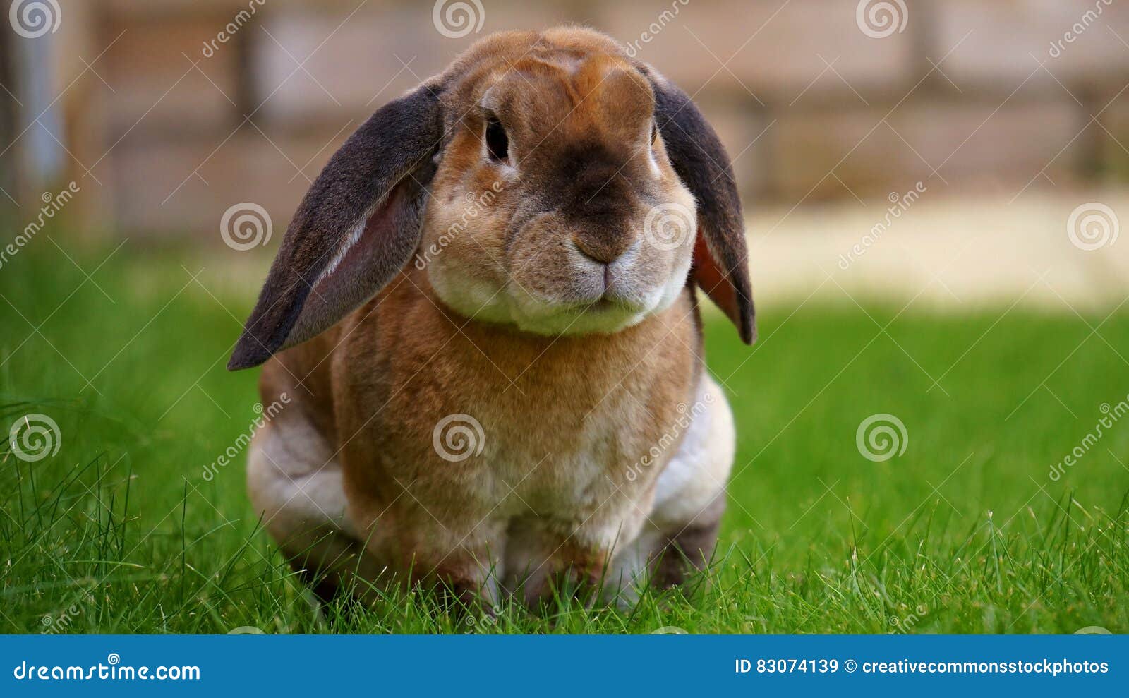 Beige Rabbit Resting On Green Grasses During Daytime Picture. Image ...