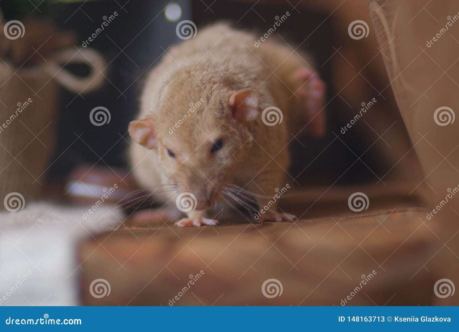 Beige Rat Closeup. White Mouse in Full Face Stock Image - Image of ...