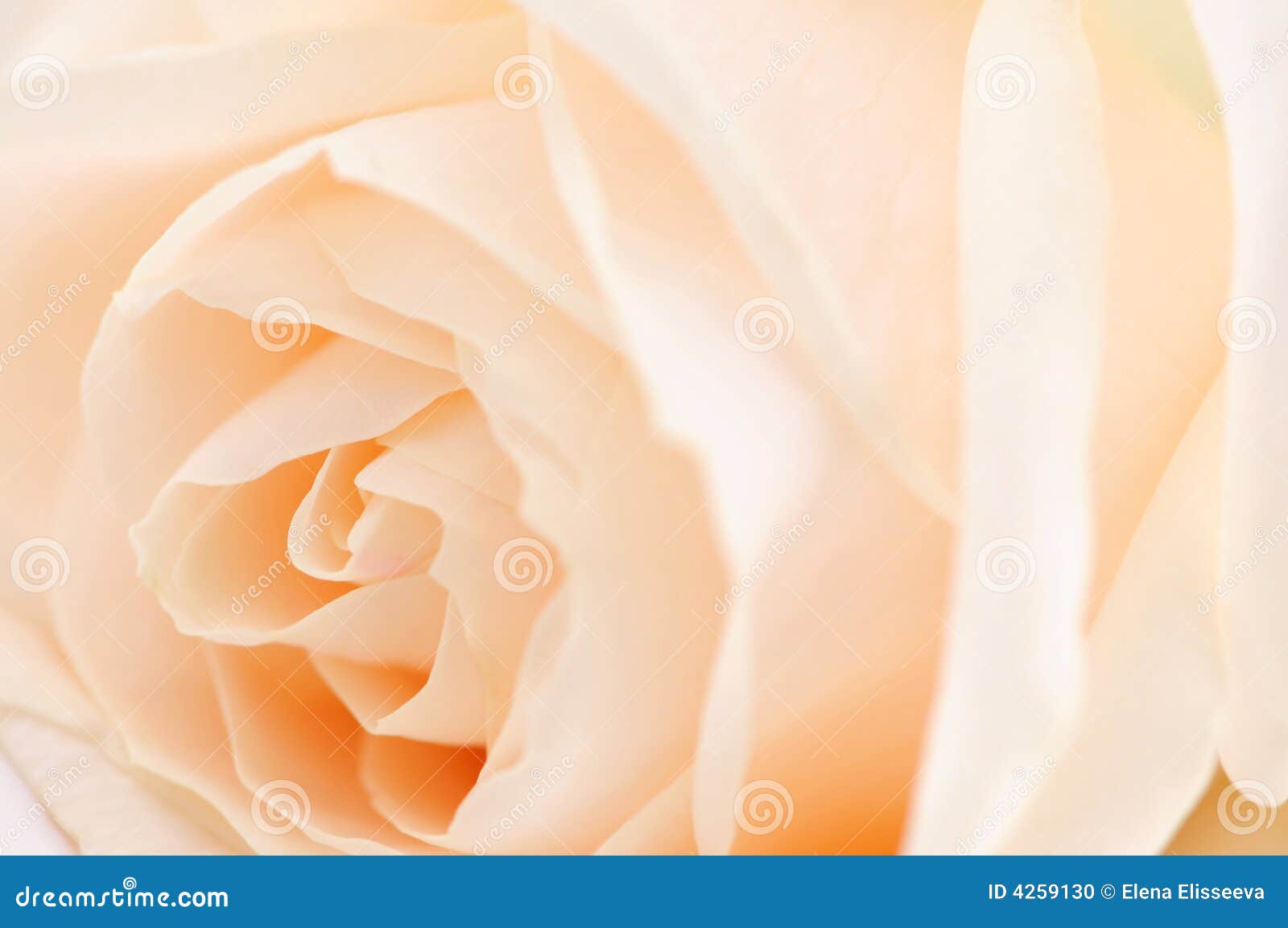 Beige rose stock photo. Image of femininity, elegant, cream - 4259130